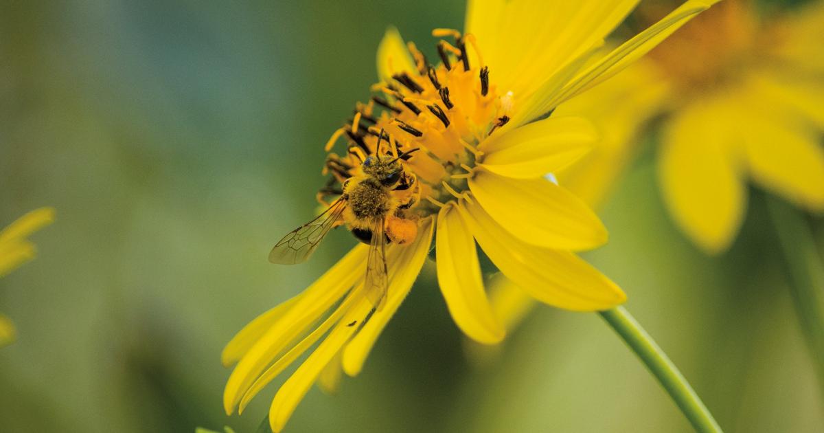 Gabubu Bread | North Dakota Living
